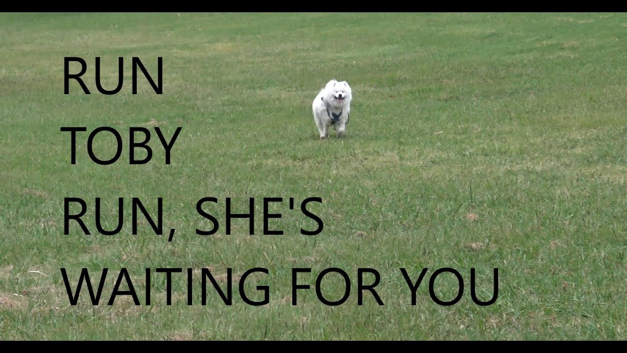 Husky's BFF comes running full send to get to her - YouTube