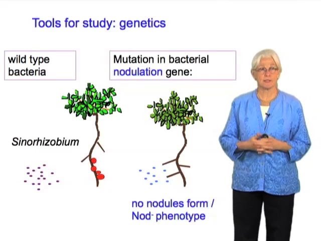 Rhizobium Diagram Taxonomy Of Rhizobiaceae Revisited: Proposal Of A