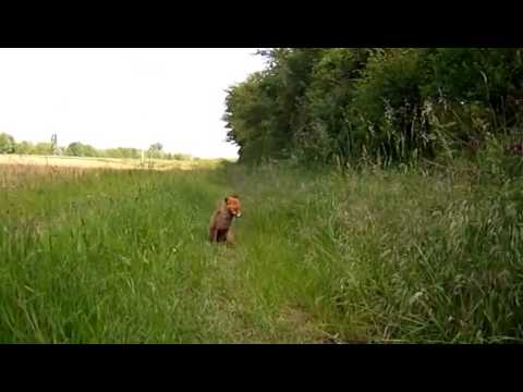 Sick (rabies) fox - YouTube