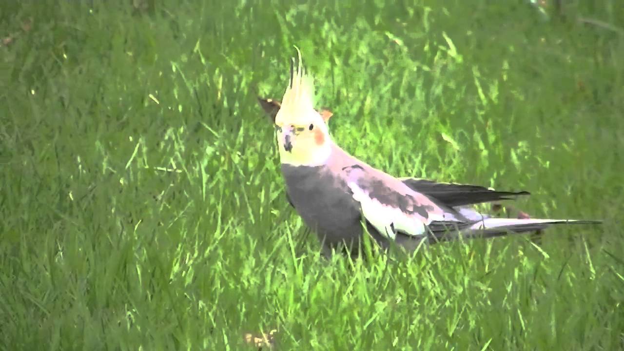 Cockatiel Outside (Diego) - YouTube