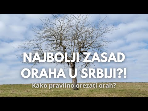 Ovo je NAJBOLJI zasad ORAHA! | Kako PRAVILNO orezati ORAH? | Poljoprivrednik