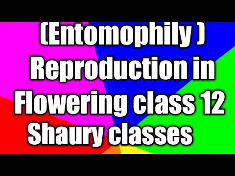 Entomophily,reproduction in flowering plants - YouTube