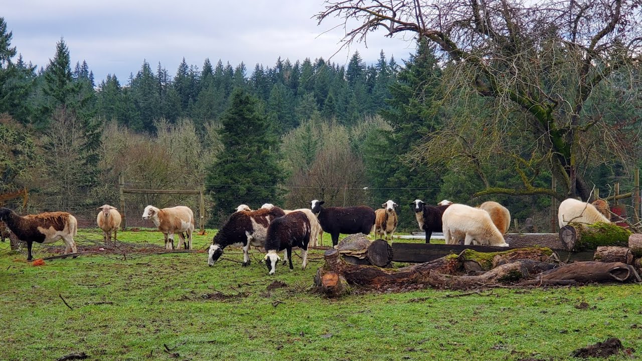 Cleaning Lamb Alley - WARNING, Some Portions Recorded by The Child ...