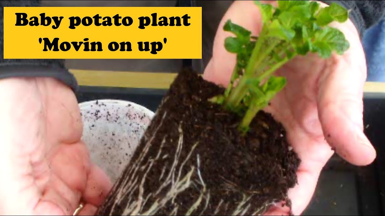 Grow Potatoes Potato plants, moving on up. Baby potato plants getting a ...