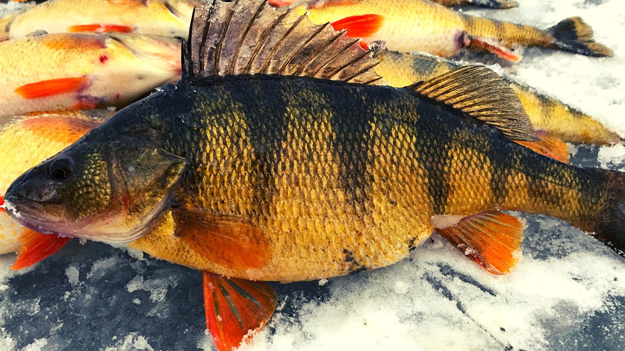 GIANT Perch and the Bloodworms on Lake Cascade - YouTube