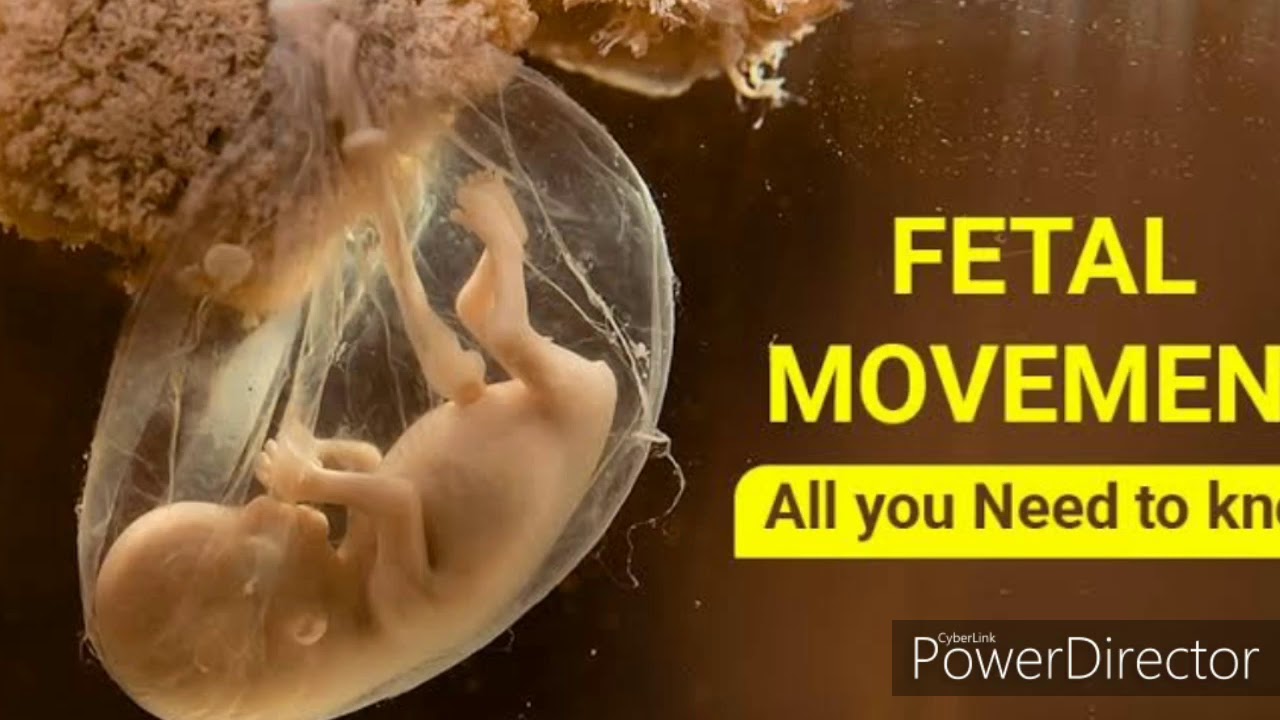 Calculate Fetal Movements Doctor calculate-fetal-movements-doctor