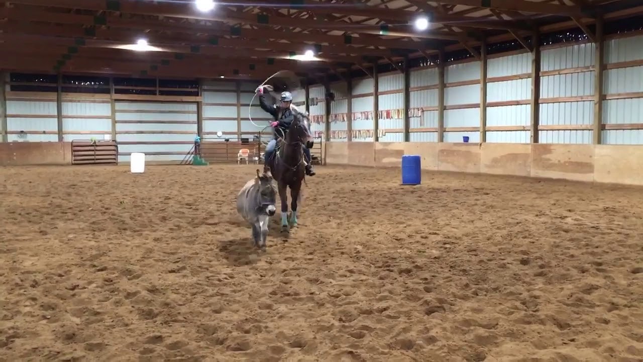 Watts 1st time roping donkey 1 - YouTube