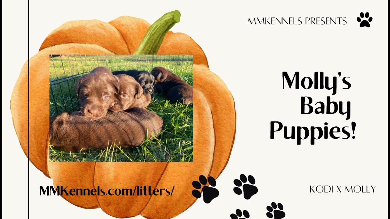Molly's Litter of Adorable Chocolate & Black Labrador Retriever Puppies ...