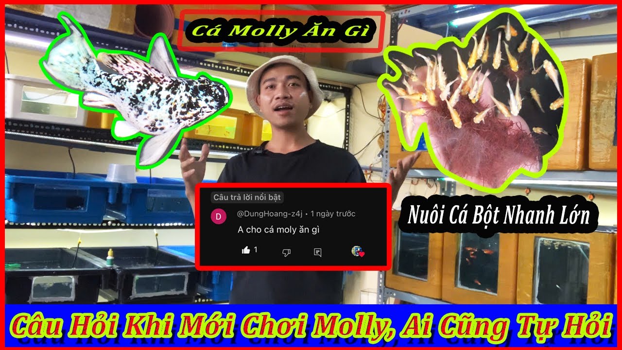 Molly ăn gì, câu hỏi của những anh chị mới trãi nghiệm dòng cá này |DLB ...