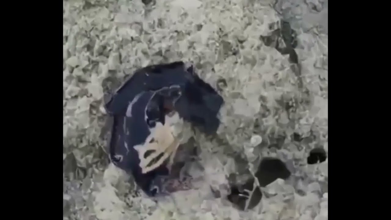 What is this? Black Goo? Sea Anemone? Alien Lifeform? - YouTube