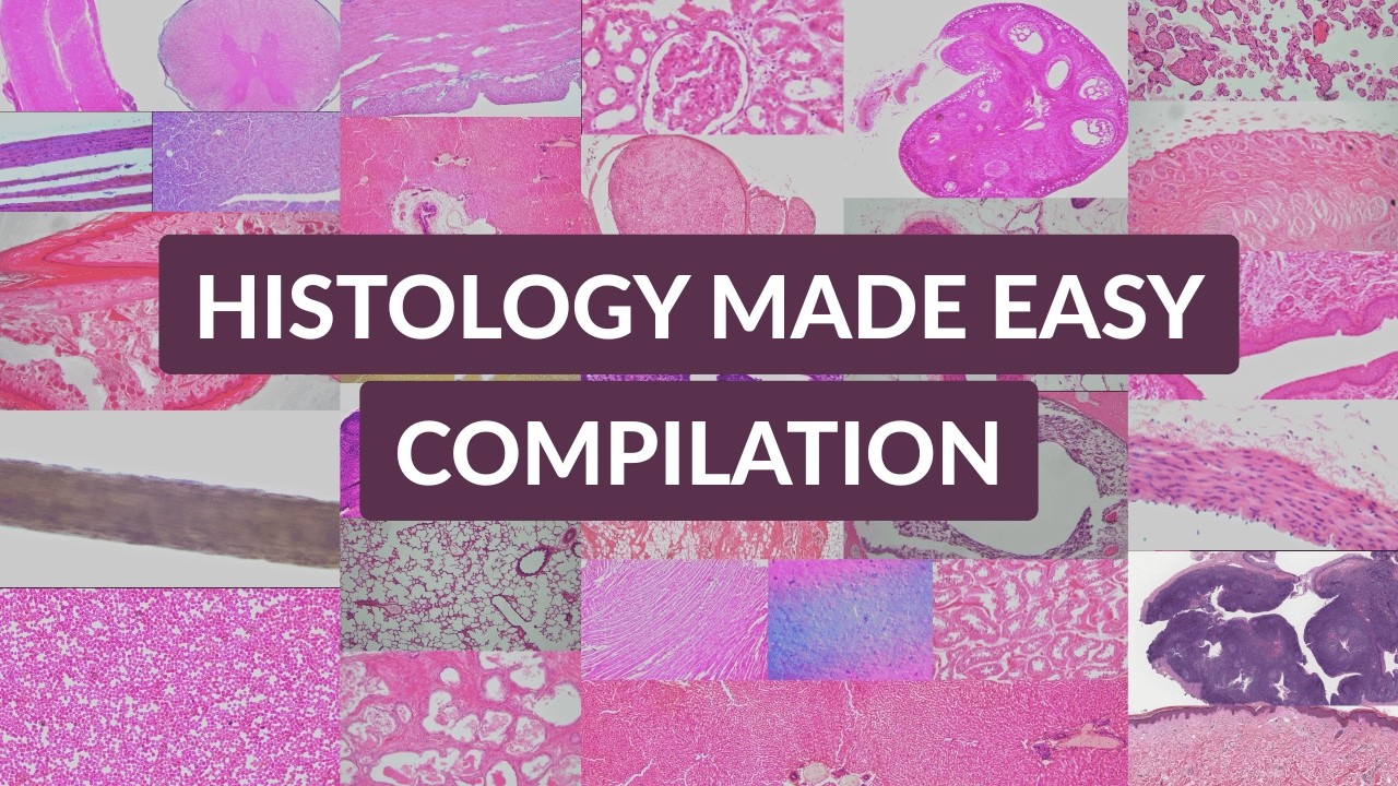 Histology Made Easy | Complete Beginner Compilation - YouTube