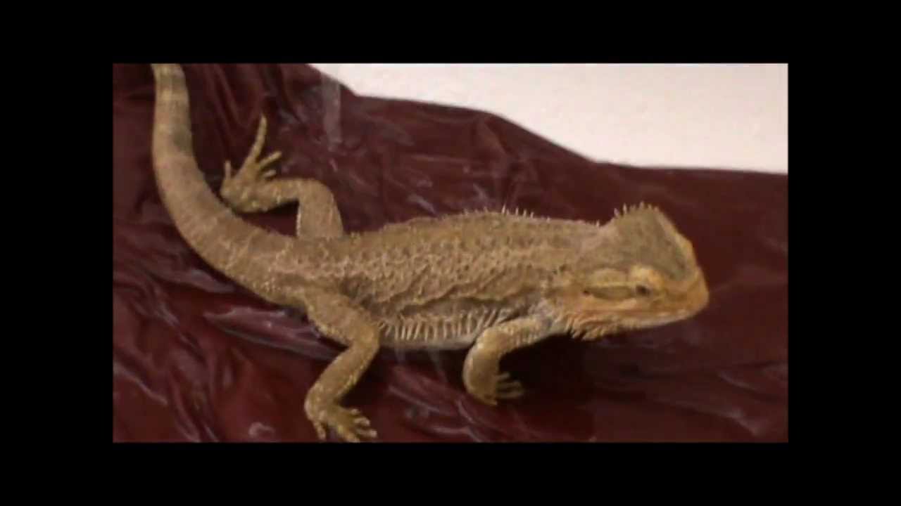 Bearded dragon farting and pooing! - YouTube