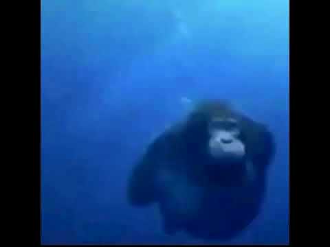 Monkey Underwater Meme (Full Version) - YouTube