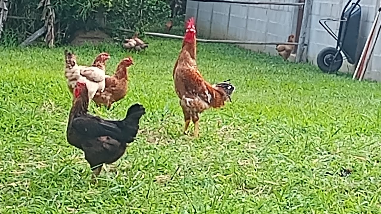 Novidades boas e ruins na minha criação de galinhas. - YouTube