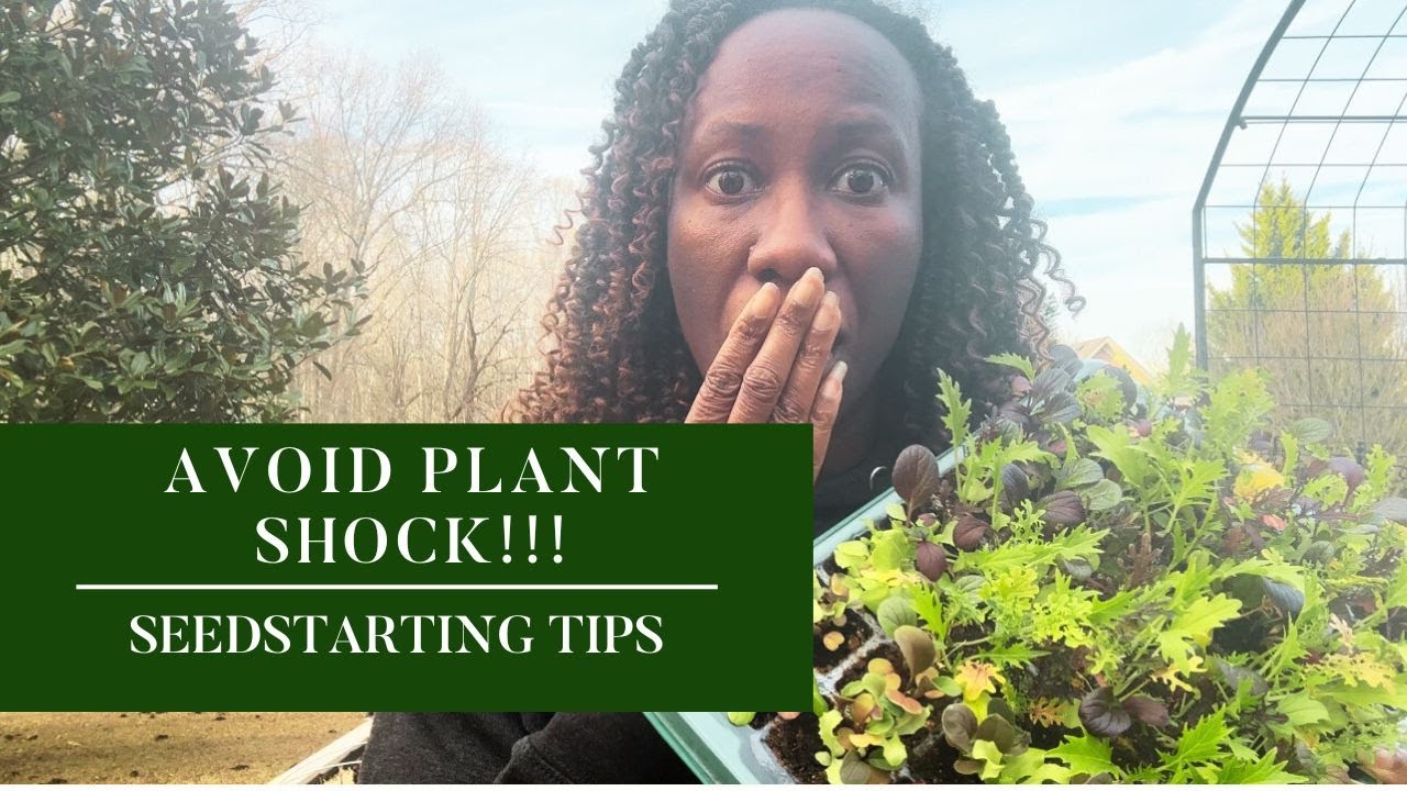 AVOID Plant Shock! Learn How To Harden Off Your Garden Plants # ...