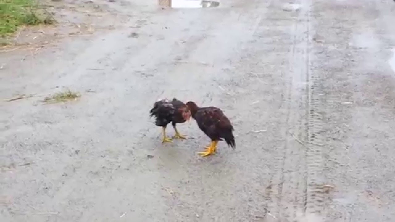Baby Roosters Fighting - YouTube