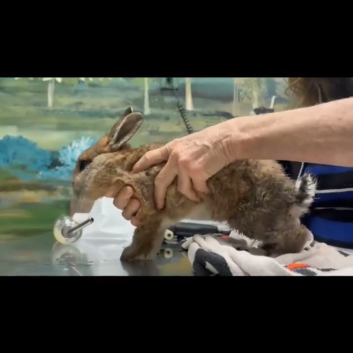 Bunny Healing From Severe Arthritis - Paralysis of the rear legs - YouTube