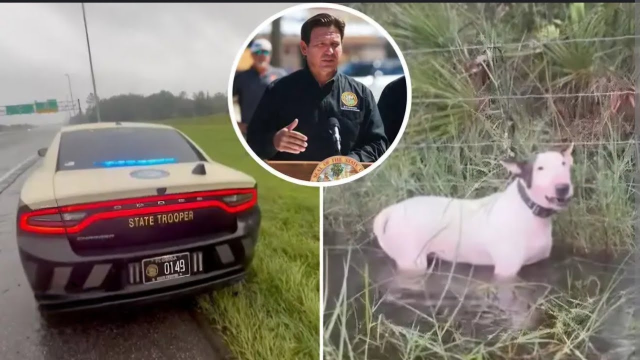 Ron DeSantis update on abandoned Dog | Hurricane Milton, Florida 🌀 ...