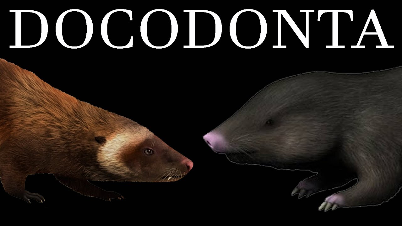 The evolutionary history of Docodonta - YouTube