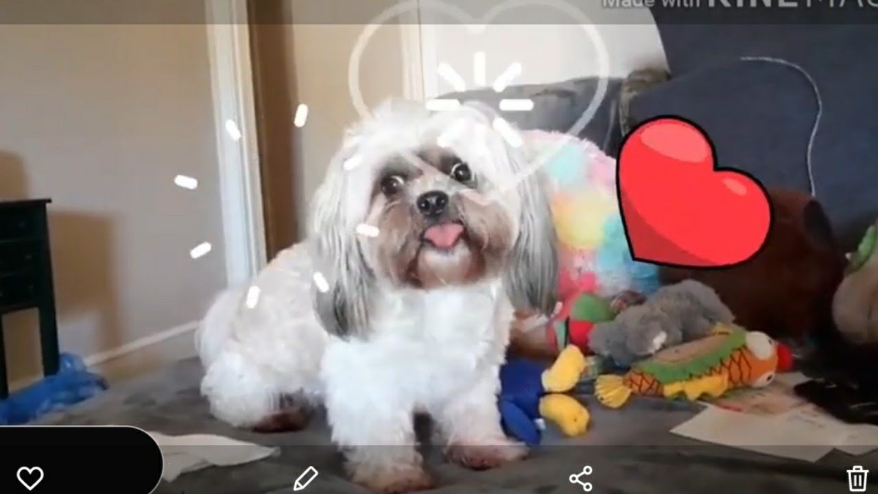 CUTE PUPPY EATS CHIPS WITH CHEESE DIP - YouTube