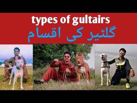 types of gultairs?... gultair kee iksaam... gultair breed expert..ustad ...