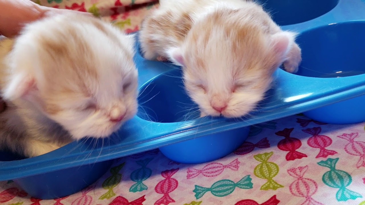 CC x Fudgie kittens at 8 days. - YouTube