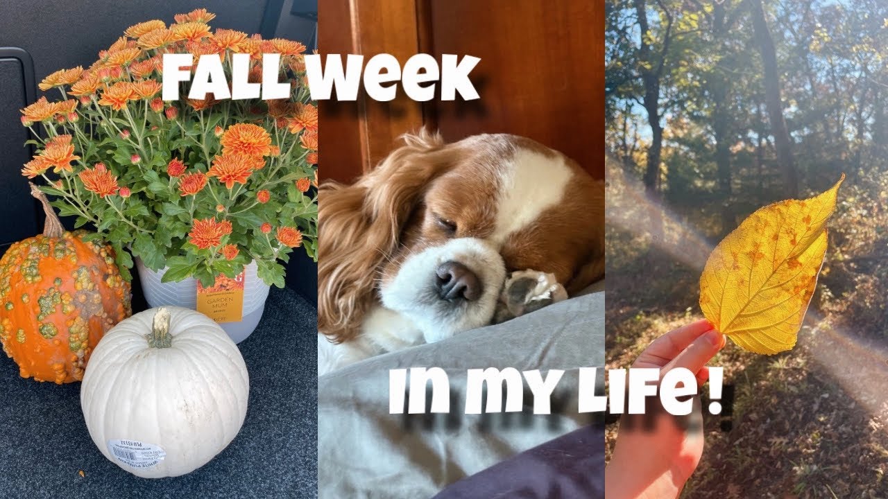 A Week In October: Pumpkins, Crafts & Fall Colors 🎃🐈‍⬛ - YouTube