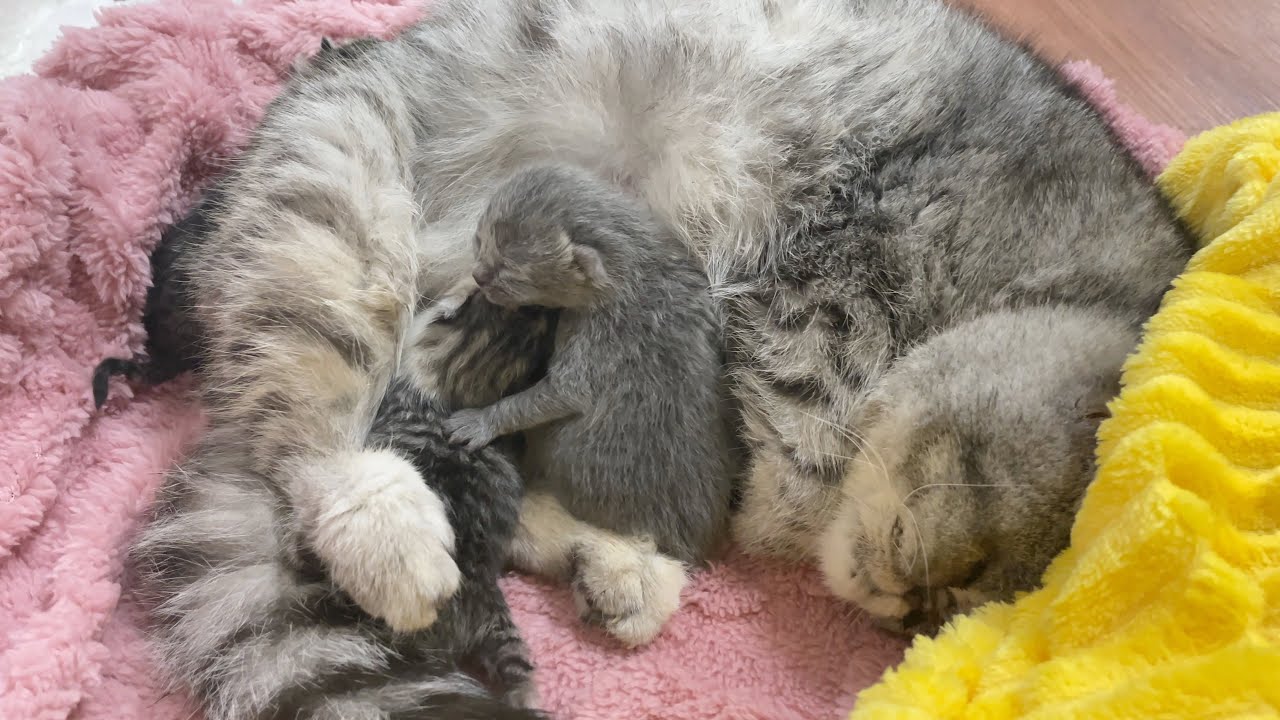 Newborn kitten siblings fight over mom cat‘s nipple - YouTube