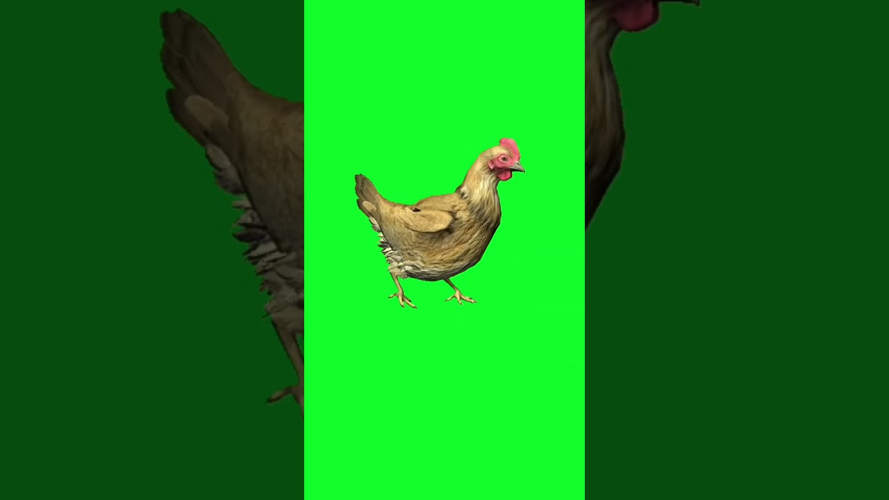 Chicken green screen - YouTube