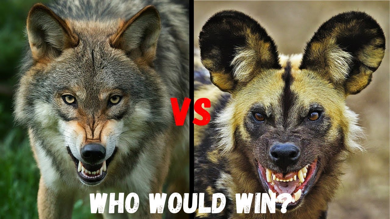 WOLF vs WILD DOG - 1 VS 1 Who Would Win? - YouTube
