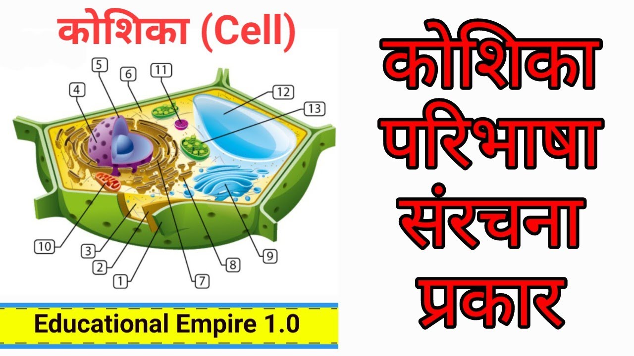 कोशिका (The Cell) क्या है? कोशिका की संरचना और कार्य । - YouTube