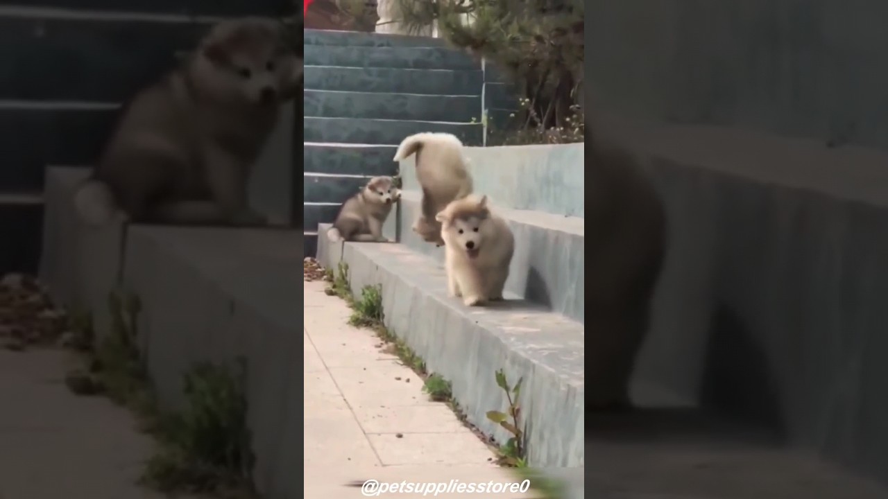 Funny Dogs Falling 🤣🤣 Nobody Was Hurt While Filming 🥰🐶 #funnydog #dogs ...
