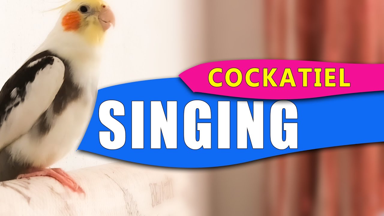Best cockatiel bird singing | cockatiel singing and dancing | cockatiel ...