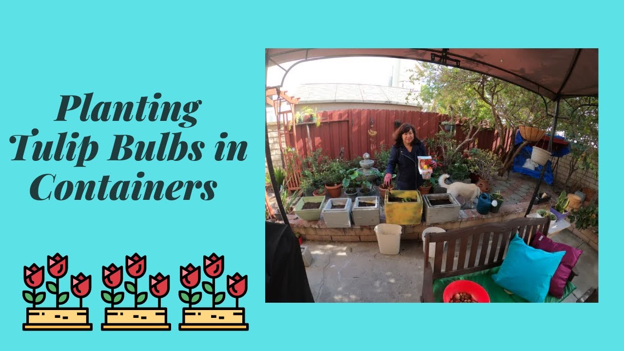 Planting spring bulbs in containers - YouTube