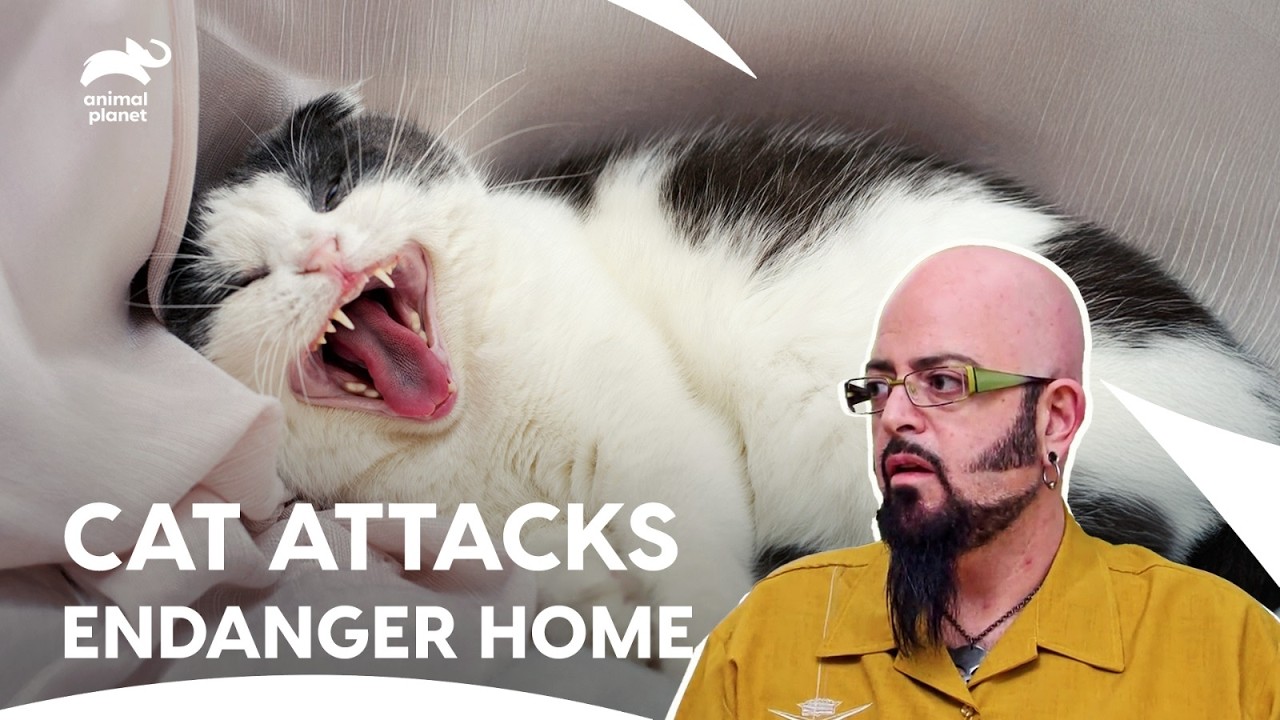 Pregnant Owner Faces Aggressive Cat’s Terrifying Attacks | My Cat From ...