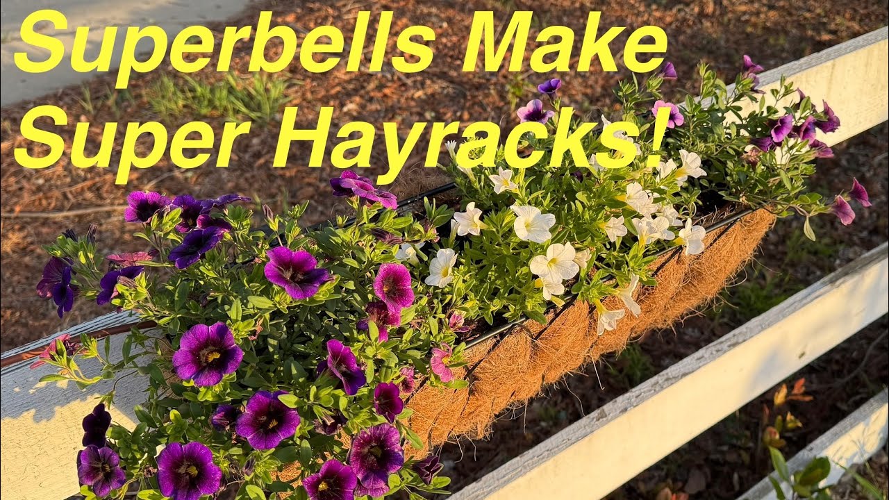 Planting 12 Hayrack Baskets with Calibrachoas and Re-using Gazanias and ...