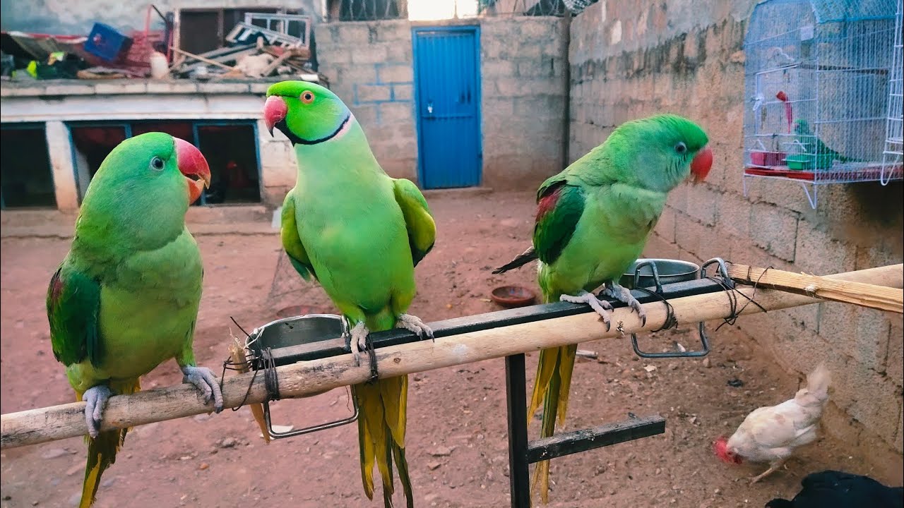 Ring neck parrot group !! Ring neck parrot group !! Talking Parrot ...