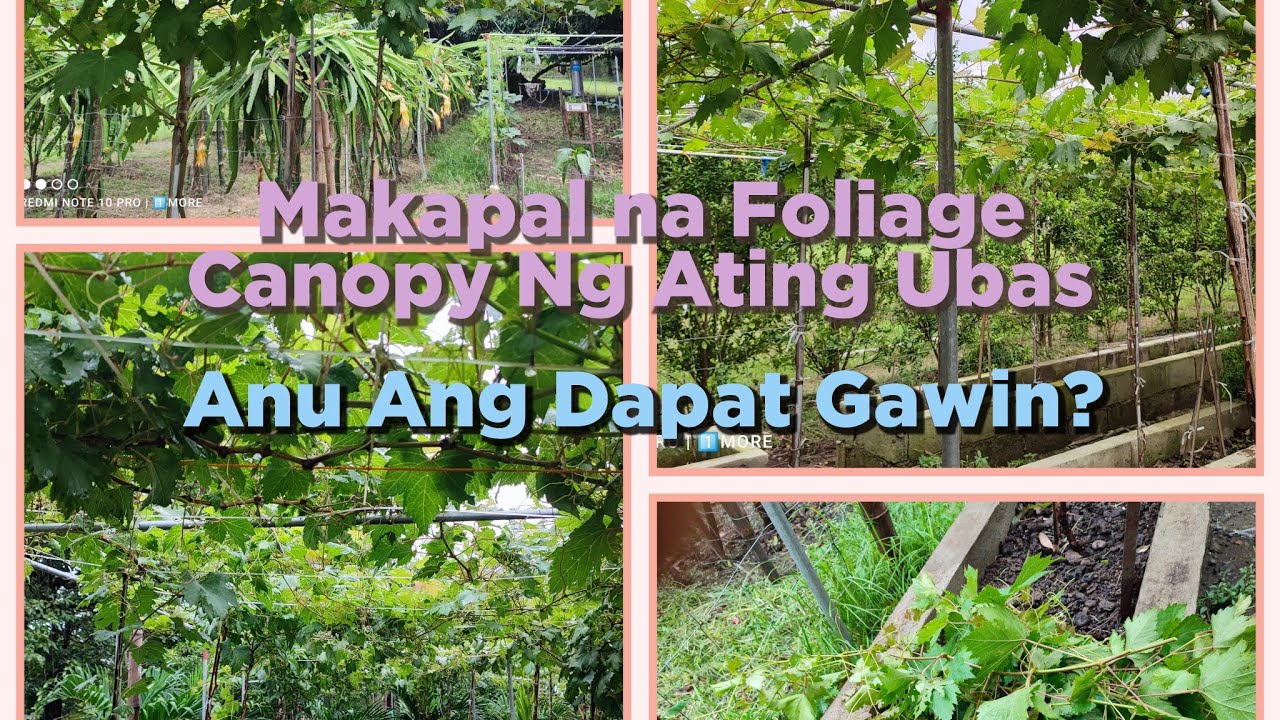 Thick Foliage Canopy of our Grapes. Paanu eto Maiiwasan @moresfarmschannel3340 - YouTube