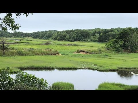 Traditional Irish Song. - The Rattlin’ Bog - YouTube