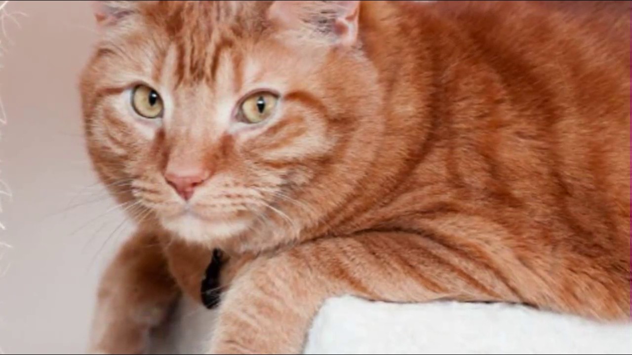 Care For Cats Fluid In Abdomen In Cats Cat Tips YouTube care-for-cats-fluid-in-abdomen-in-cats-cat-tips-youtube