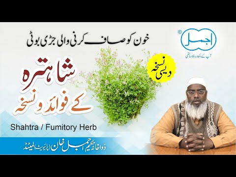 Shahtra Benefits in urdu | Fumitory | Pitpapra | Khoon Saaf krne wali jari boti | Medicinal Plant