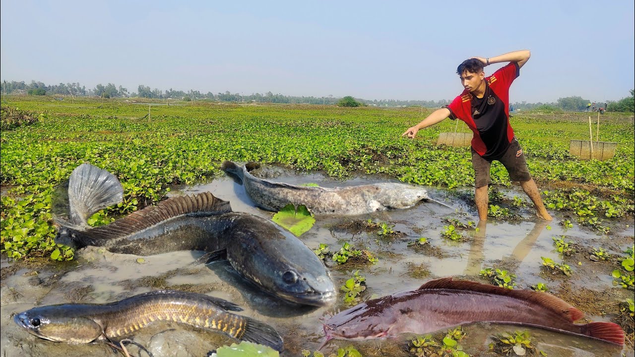 😲Big Stuck Fish Catching By Hand | New Hand Fishing Video 2023 | Best ...