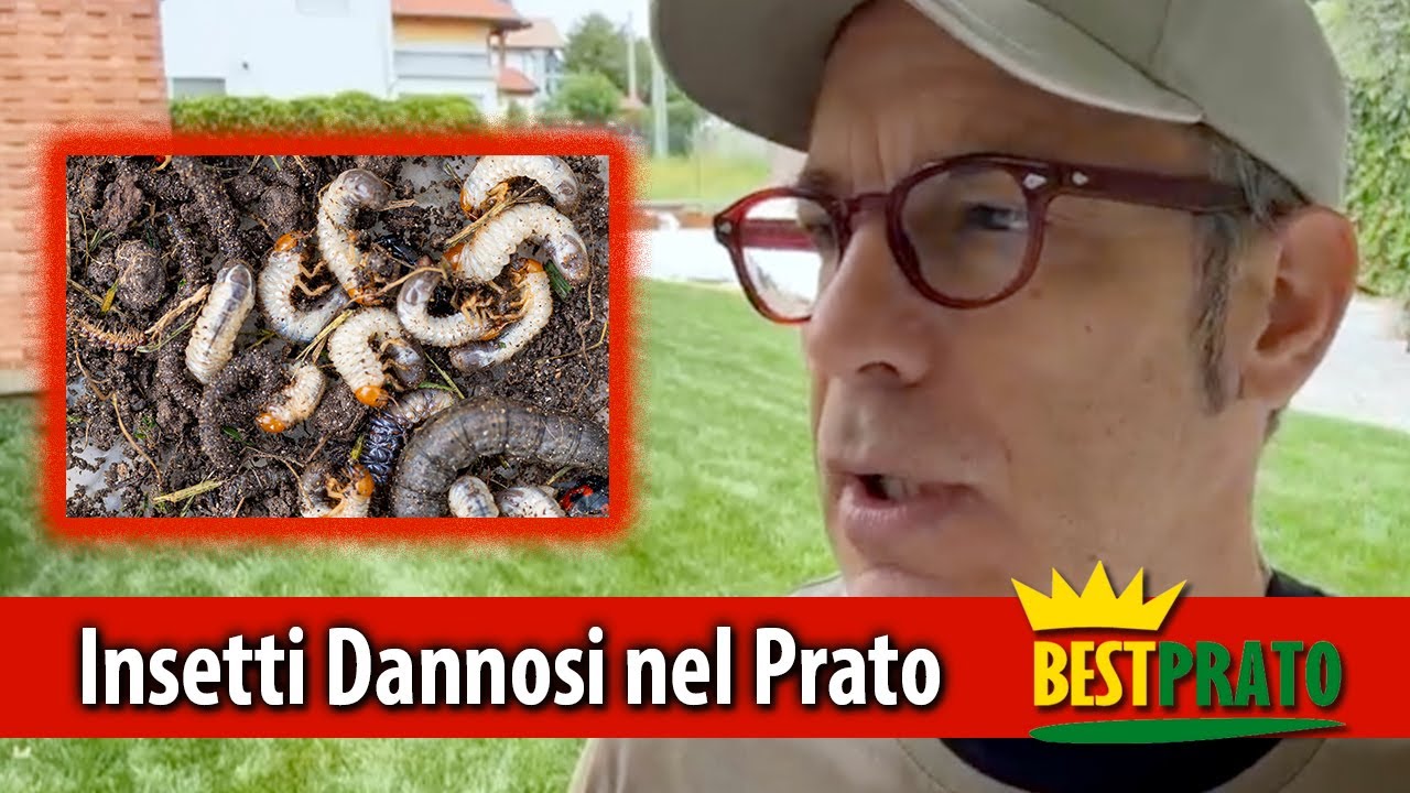 GLI INSETTI NEL PRATO / UN PROBLEMA SEMPLICE DA PREVENIRE - YouTube
