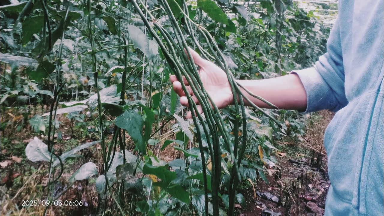 String beans ( batong ) farming picking stage.. - YouTube