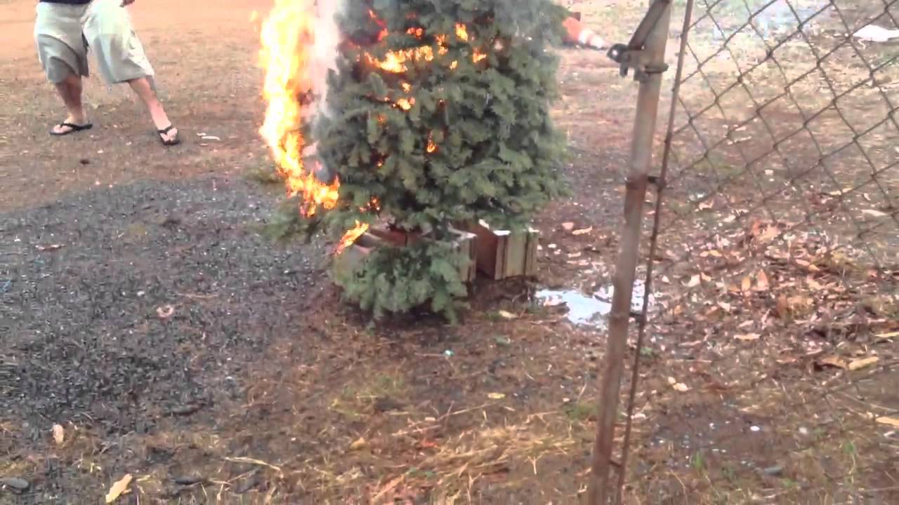 Burning Christmas tree - YouTube