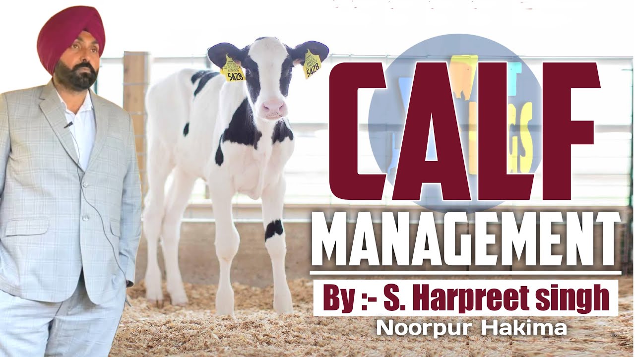 Calf Management || ਵਸ਼ੀਆਂ ਨੂੰ ਪਾਲਣ ਦਾ ਸਹੀ ਤਰੀਕ਼ਾ || बशियों को पालने का ...