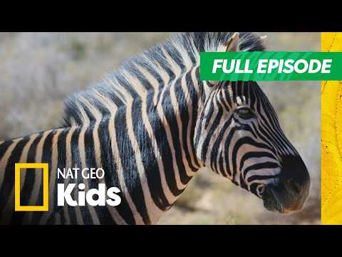 Super Strange Animals 😲 | Super Animals Full Episode | Nat Geo Kids