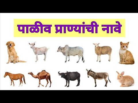 पाळीव प्राण्यांची नावे|पाळीव प्राणी|Paliv pranyanchi nave|Pet Animals ...