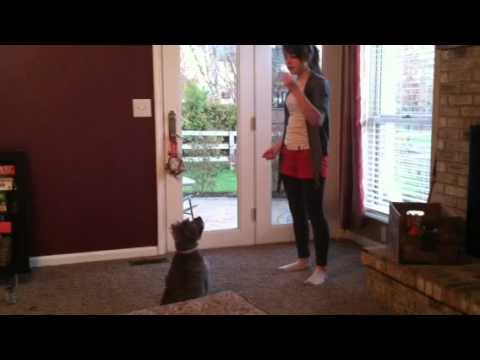 Classical Conditioning Project - YouTube