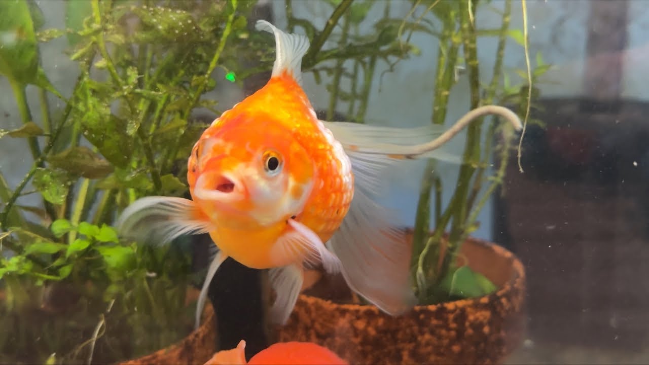 Name my super chunky goldfish! - YouTube
